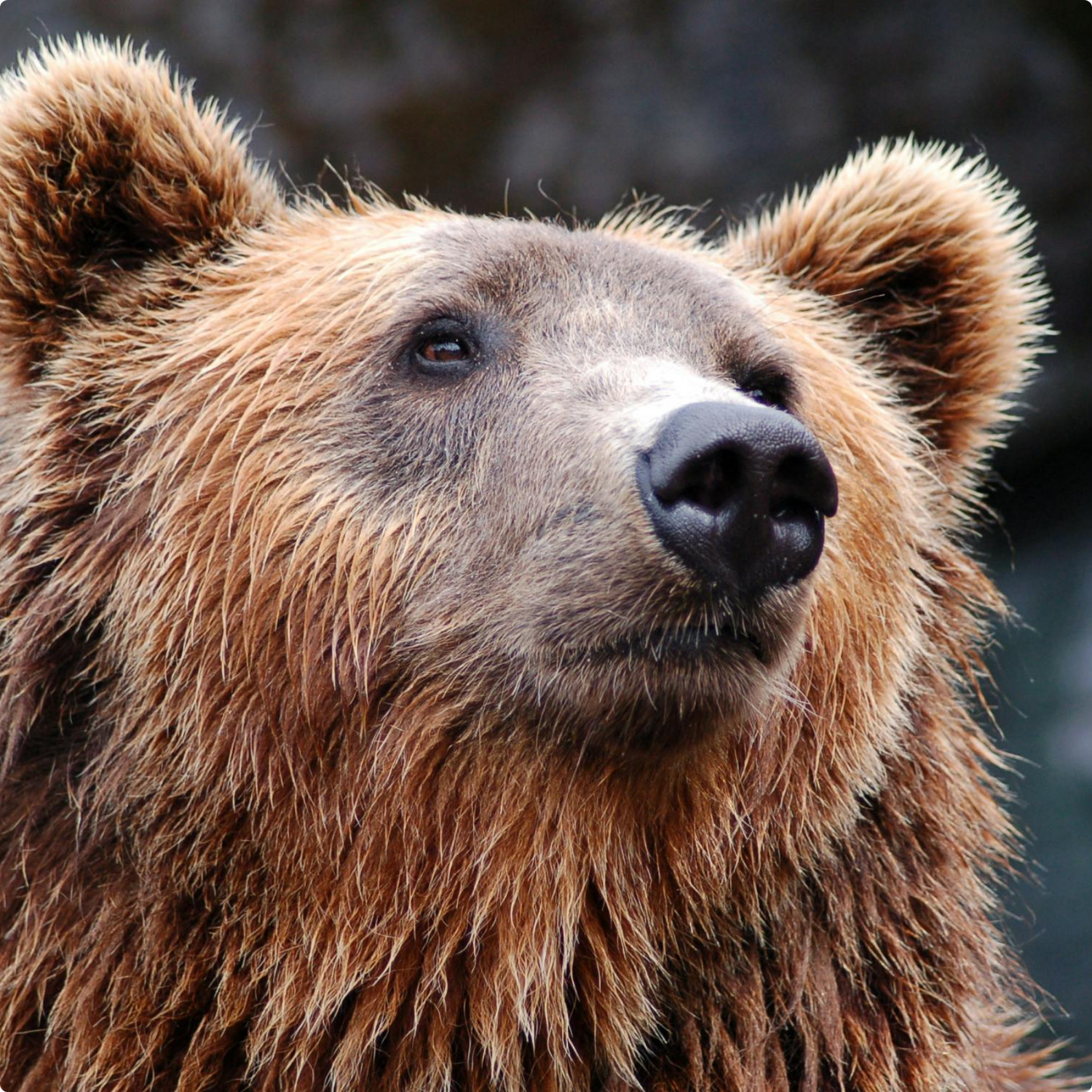Bear Safety Tips – Global Emergency Medics