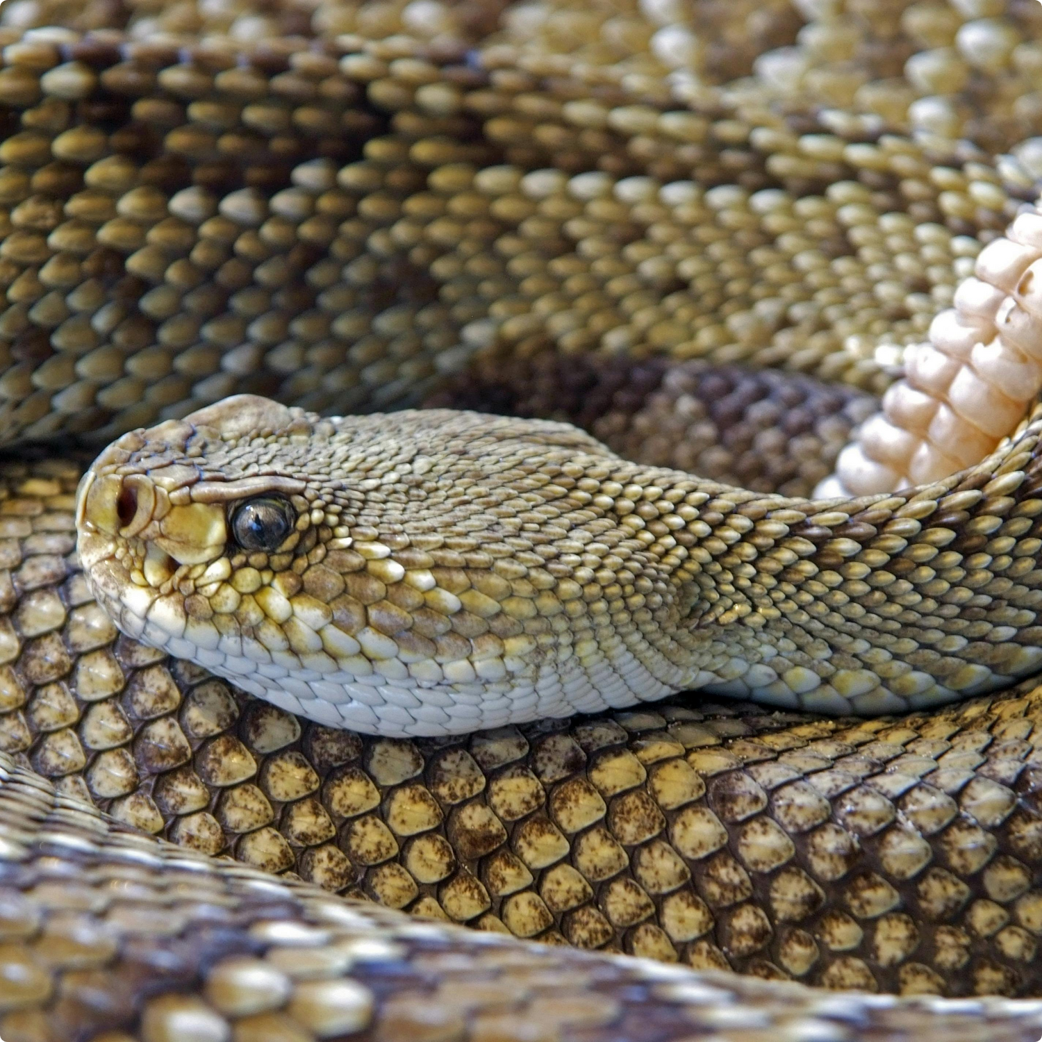 How to Treat a Snakebite – Global Emergency Medics